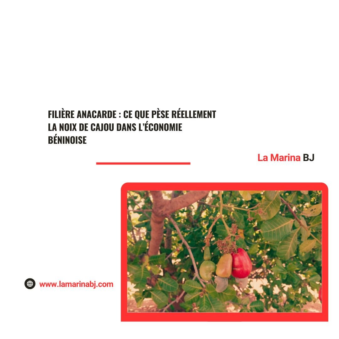 Filière anacarde : ce que pèse réellement la noix de cajou dans l ...